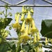 Phygelius Colorburst 'yellow' | Cape Fuchsia | USDA Zones 7-10 | Semi ...