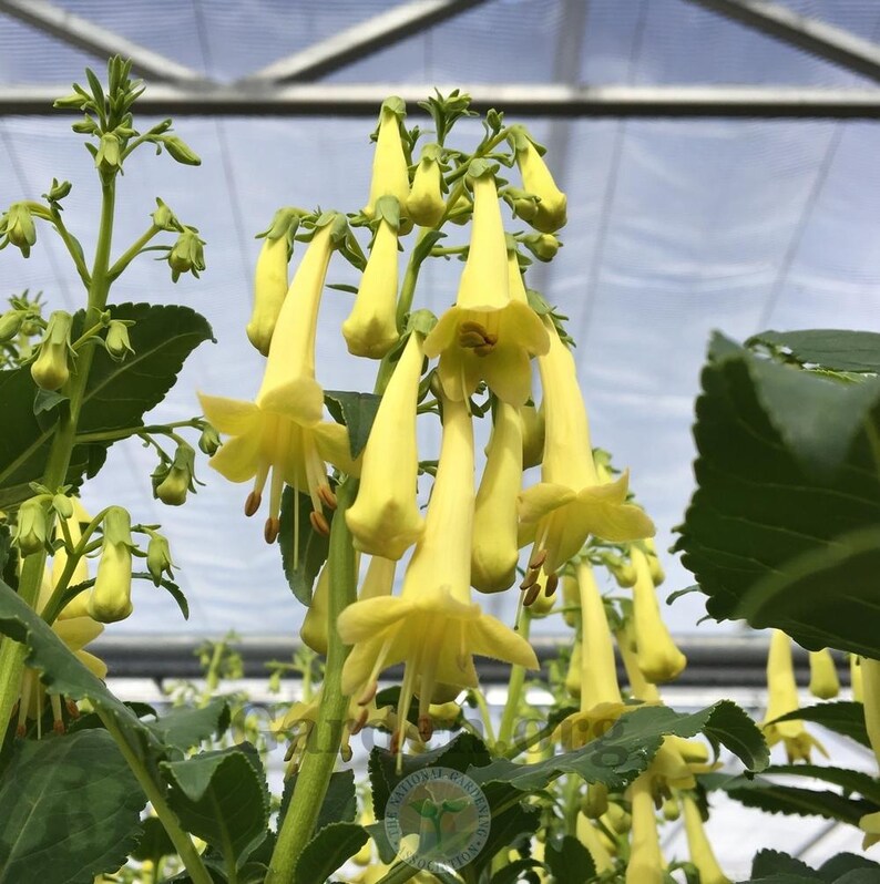 Phygelius Colorburst 'yellow' | Cape Fuchsia | USDA Zones 7-10 | Semi ...
