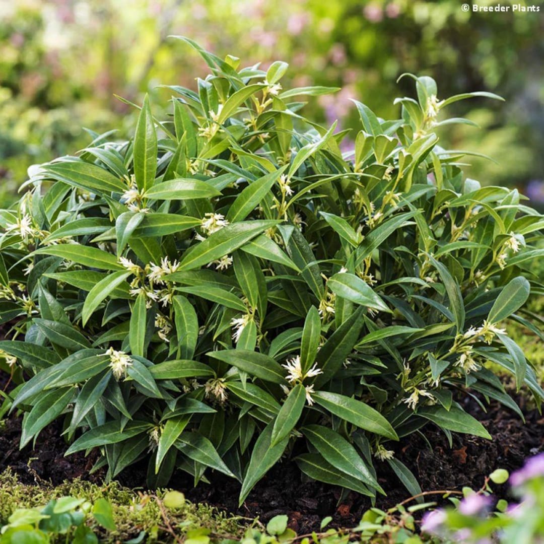 Sarcococca Hookeriana Var. Humilis | Dwarf Sweet Box | Winter Flowering ...