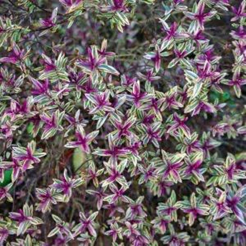 Hebe 'variegata' | Variegated Evergreen Shrub | Flowering | USDA Zones ...