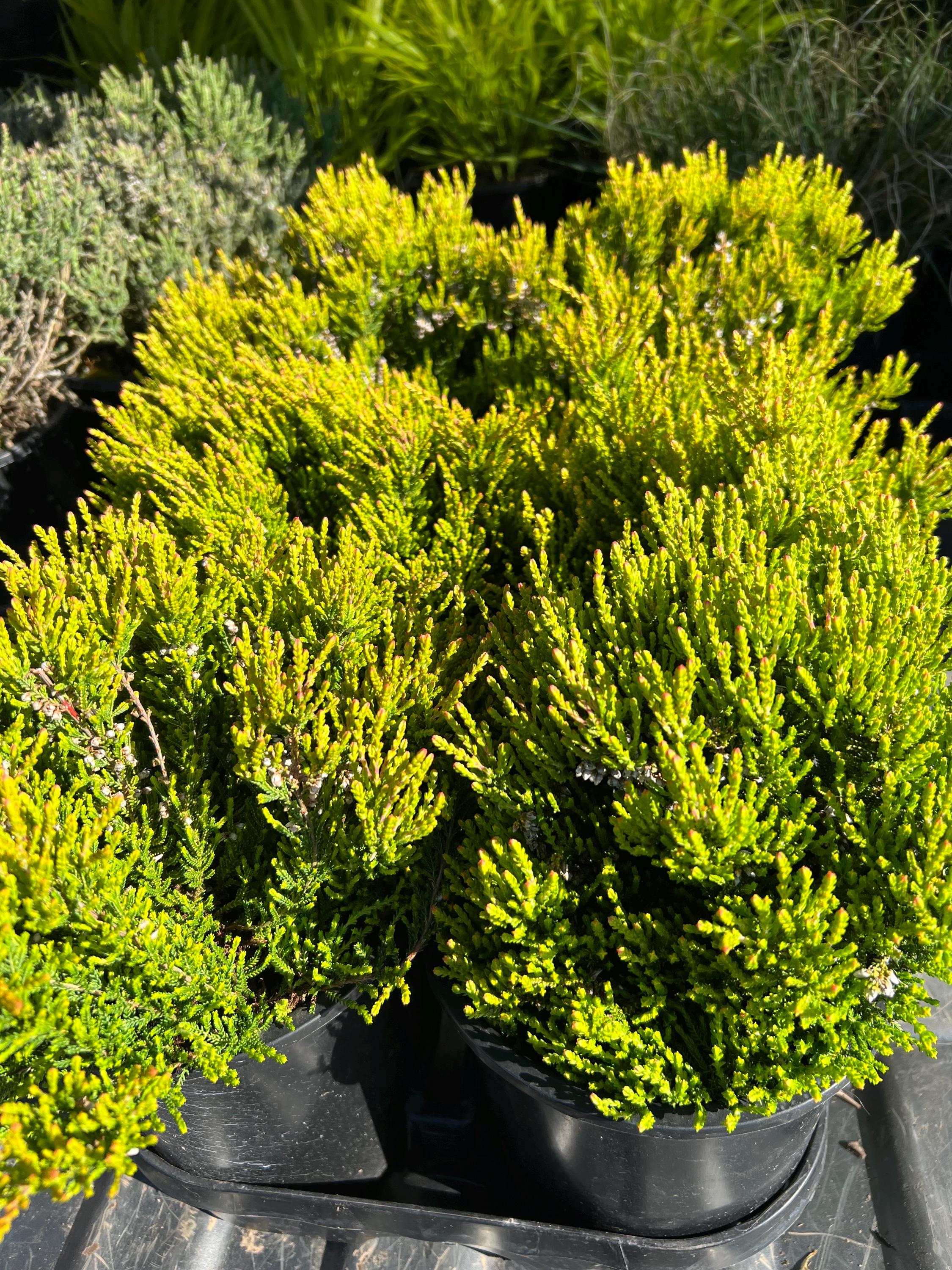 Calluna ‘winter Chocolate’ | Scottish Heather | Vibrant Colors ...