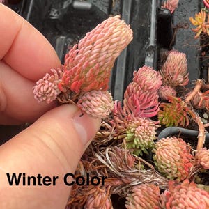 Sedum Oracle, Blue Feathery Stonecrop Succulent, Sedum Forsterianum ...