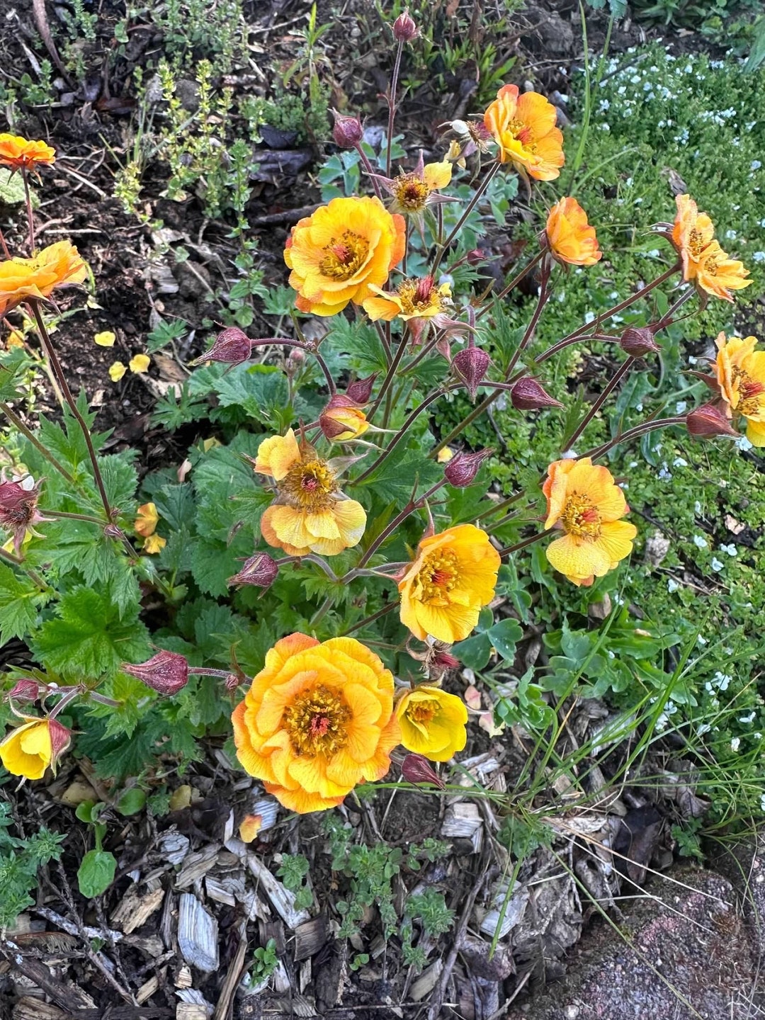 Geum Mango Lassi Seeds - Etsy