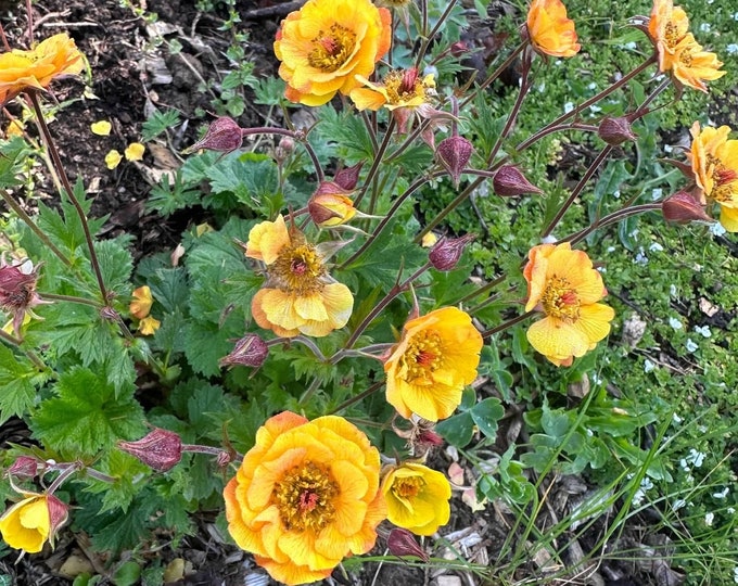 Geum Mango Lassi Seeds - Etsy