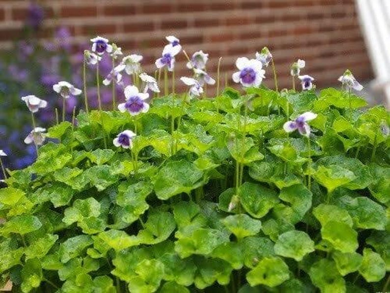Viola Hederacea | Australian Native Violet, Evergreen Groundcover - Etsy
