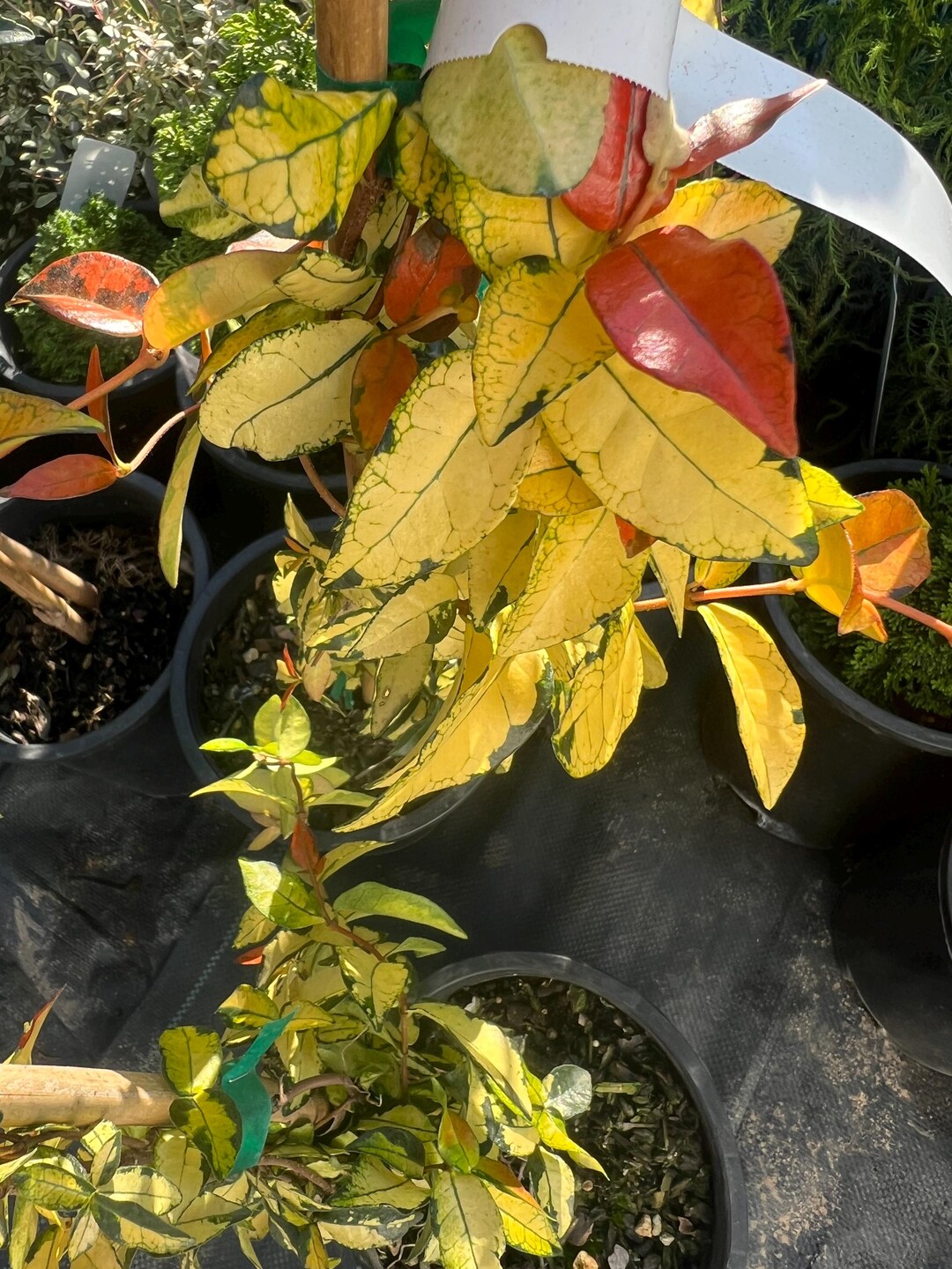 Trachelospermum Asiaticum 'ogon Nishiki' | Gold Brocade Asian Star ...