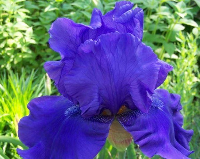 Iris 'blueberry Bliss' | Deep Blue Bearded Iris | Reblooming Perennial ...