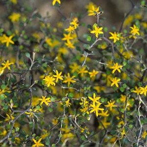 Corokia Cotoneaster | Wire Netting Bush | Korokio | Unique Shrub | USDA ...