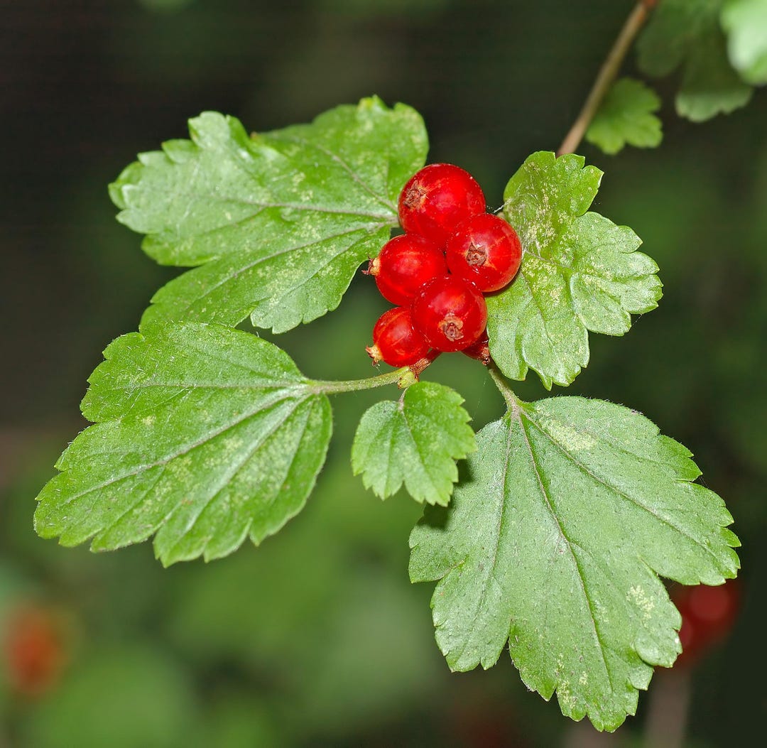 Ribes Alpinum | Mountain Alpine Currant, Wildlife and Pollinator ...