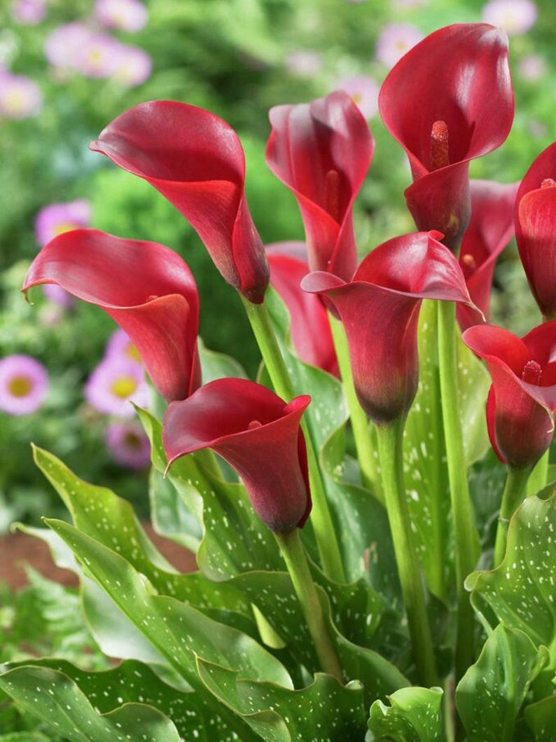 Zantedeschia Majestic Red | Calla Lily | Arum Lily | Bareroot or Potted ...
