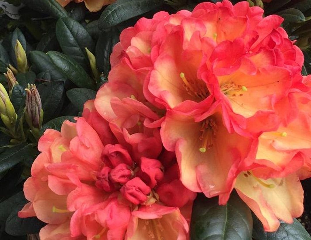 Rhododendron 'seaview Sunset' 1 Gallon Pot Well Rooted Plant - Etsy Canada