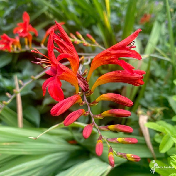 Lucifer Plant - Etsy