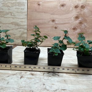 Rubus Calycinoides | Evergreen Creeping Raspberry | Formoran Carpet ...