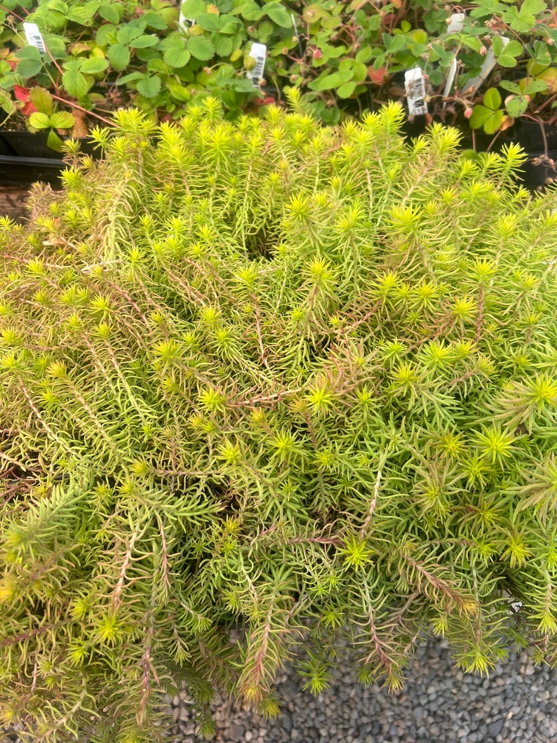 Sedum Reflexum 'angelina' | Golden Stonecrop Succulent, Evergreen - Etsy