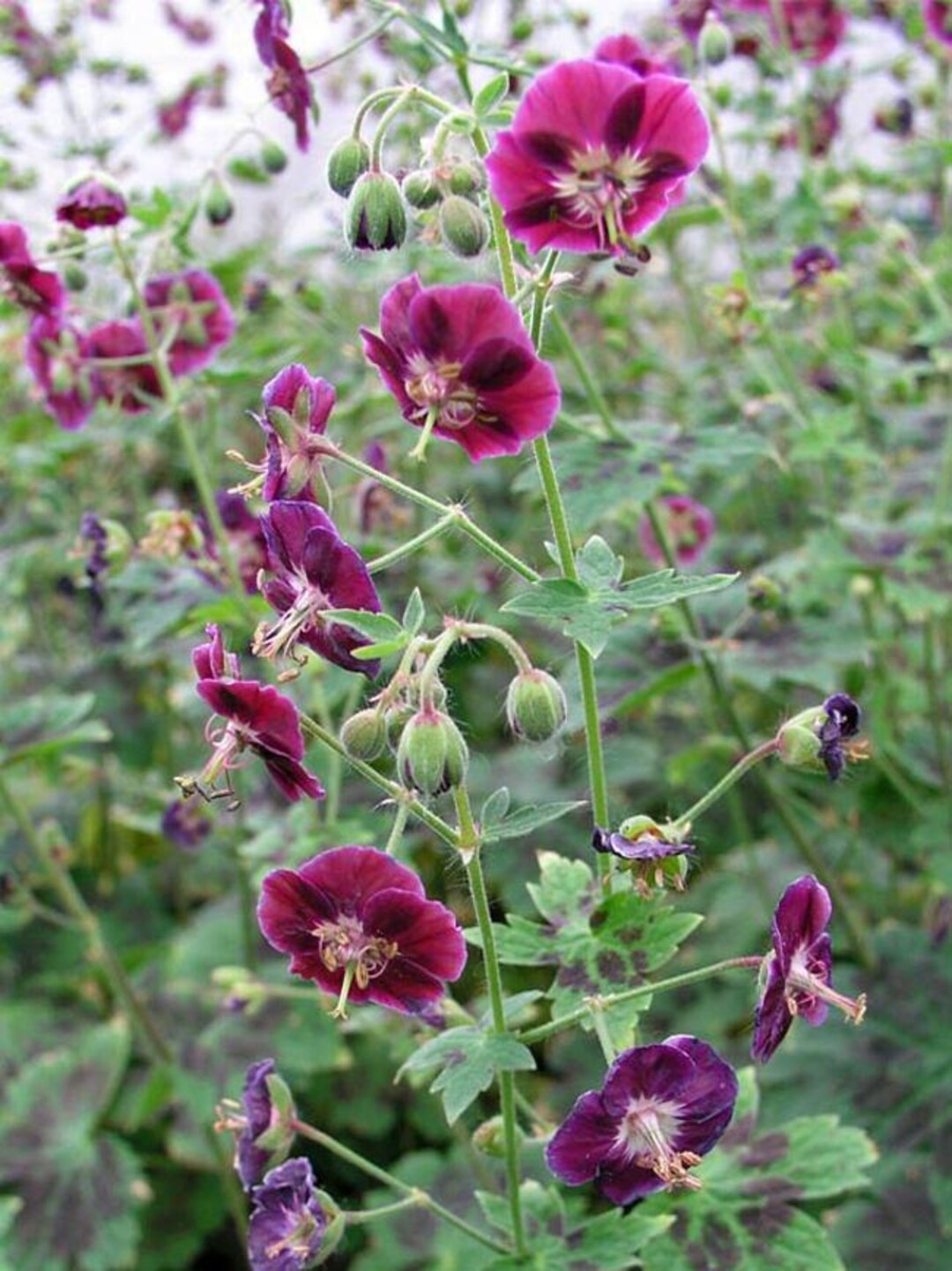 NEW Geranium Phaeum 'samobor' - 4.5" Pot - Etsy