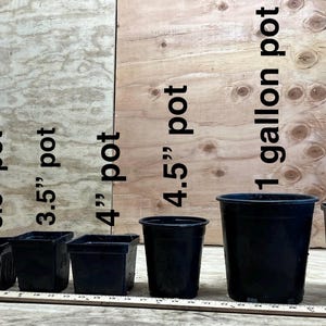 Podocarpus X 'red Tip' | Red Tip Mountain Plum Pine | Evergreen Conifer ...