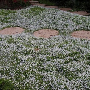 Pratia Pedunculata 'alba' | Laurentia, White Star Creeper Groundcover ...