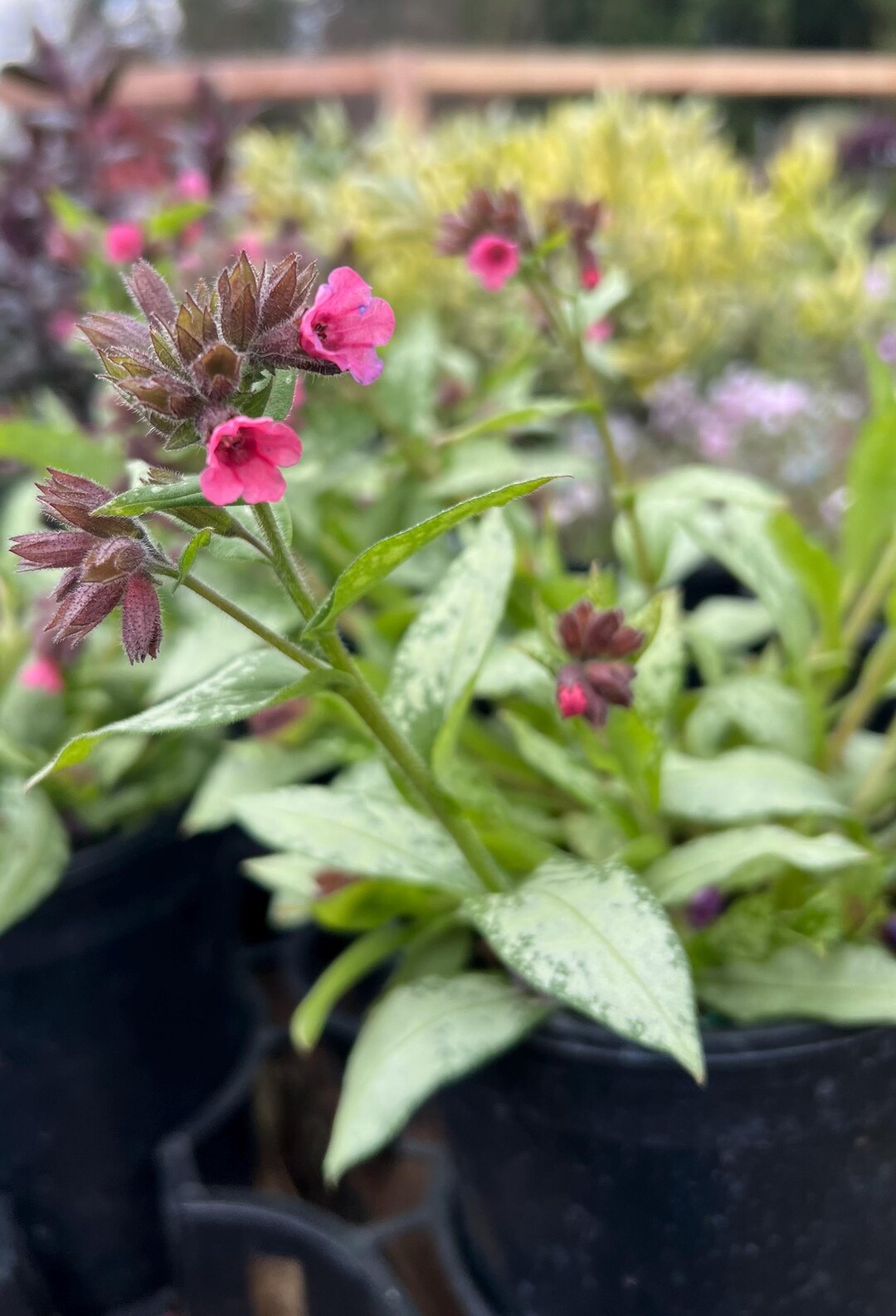 Pulmonaria 'silver Bouquet' | Silver-leaved Lungwort | Shade-loving ...