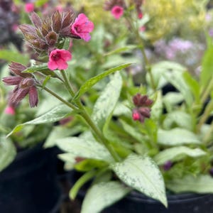 Pulmonaria 'silver Bouquet' | Silver-leaved Lungwort | Shade-loving ...