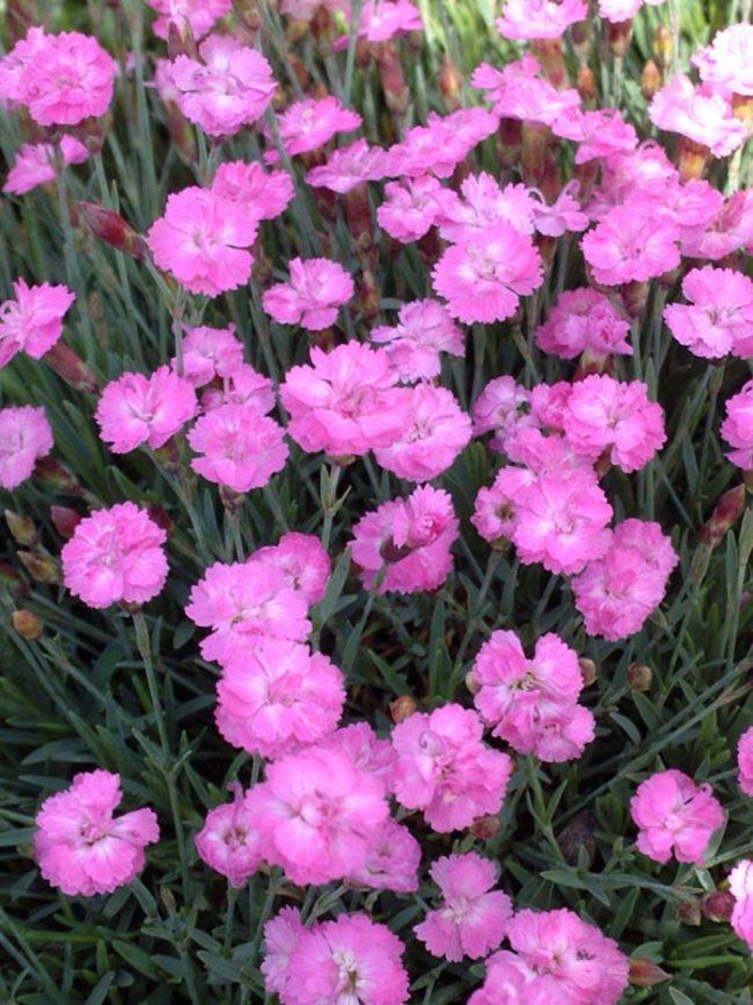 Dianthus 'tiny Rubies' | Compact Pink Sweet William Carnation, Fragrant ...