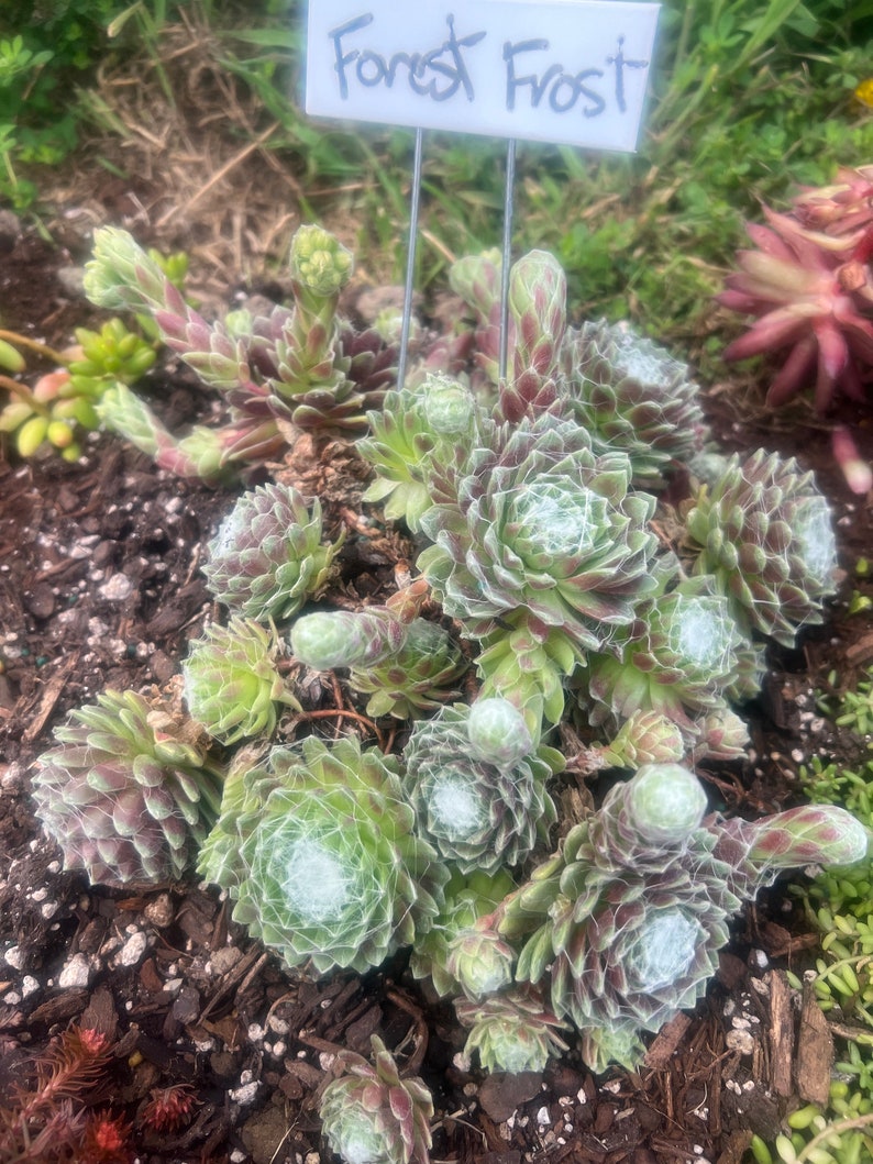 Sempervivum 'forest Frost' | Fuzzy Hens and Chicks Succulent - Etsy