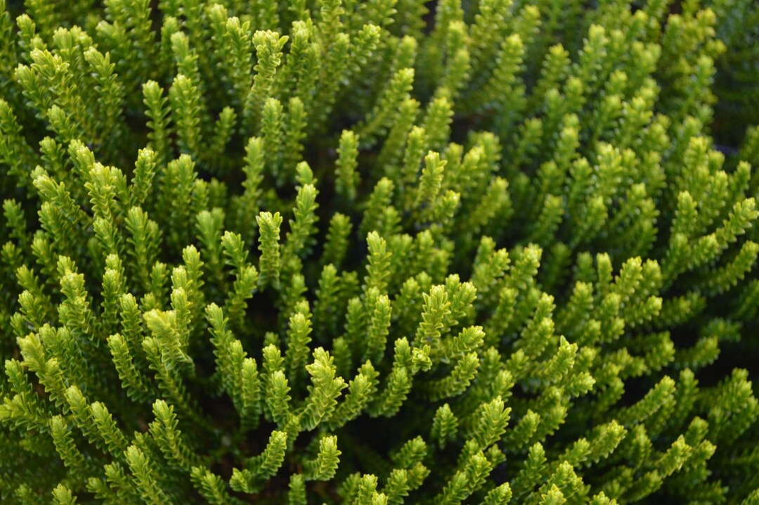 Hebe 'mckeanii' | Unique Texture Foliage | Evergreen Shrub | Flowering ...