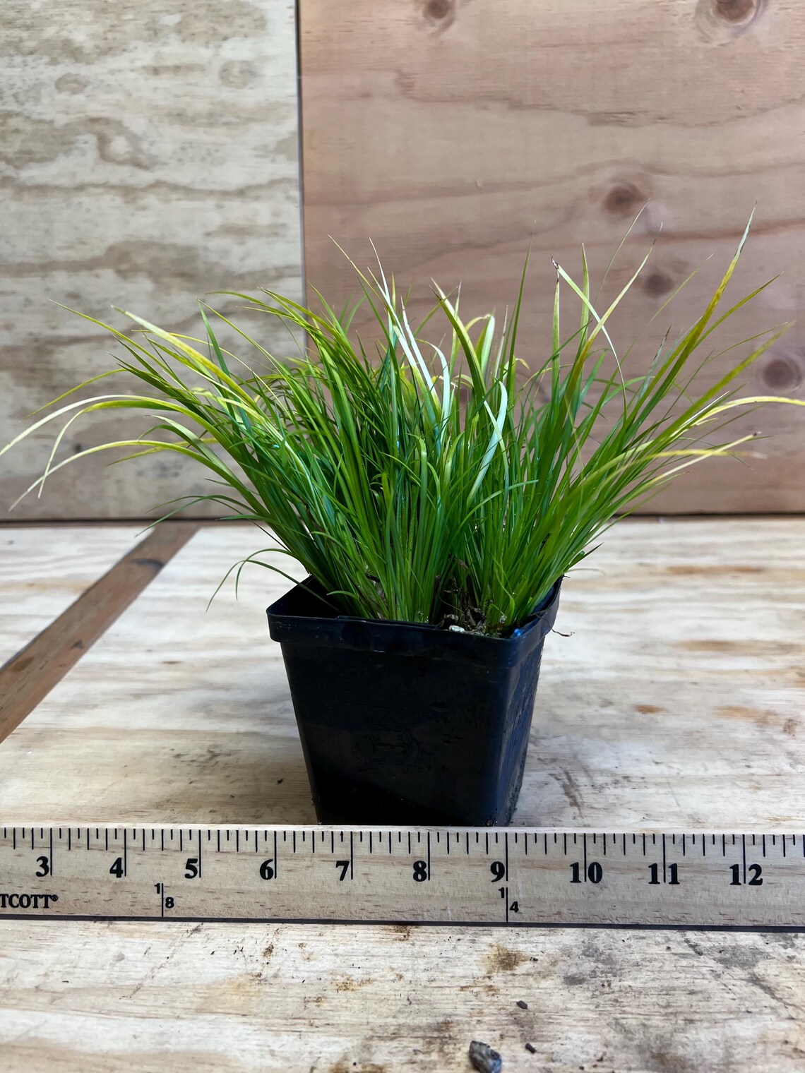 Acorus Gramineus 'minimus Aureus' | Dwarf Golden Sweet Flag, Evergreen ...