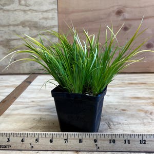 Acorus Gramineus 'minimus Aureus' | Dwarf Golden Sweet Flag, Evergreen ...