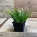 Acorus Gramineus 'minimus Aureus' | Dwarf Golden Sweet Flag, Evergreen ...
