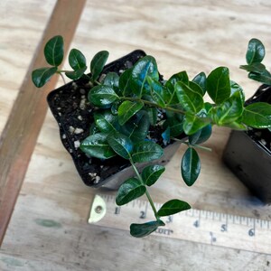 Vinca Minor 'merlot’ | Burgundy Purple Periwinkle | Evergreen ...