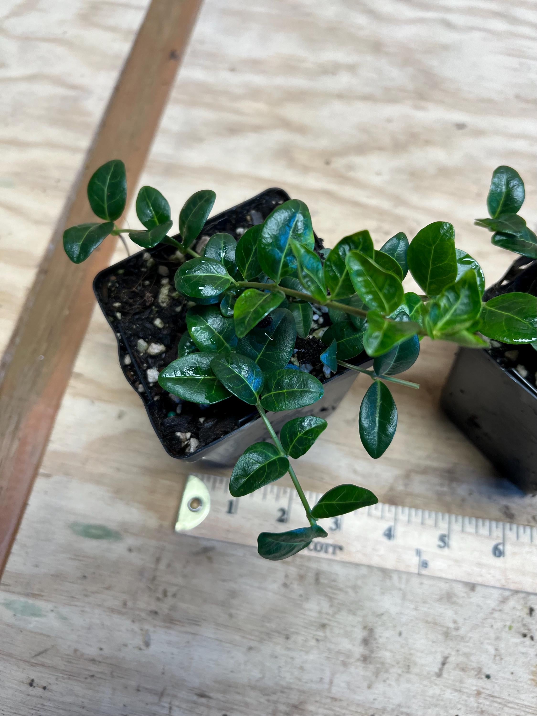 Vinca Minor 'merlot’ | Burgundy Periwinkle, Evergreen Groundcover - Etsy