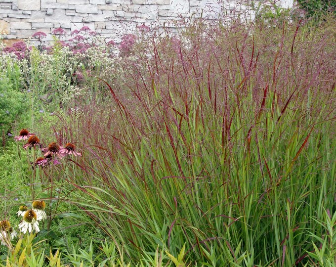 Panicum 'prairie Flame', Ornamental Red Switchgrass - 6” Pot (1 Gallon ...