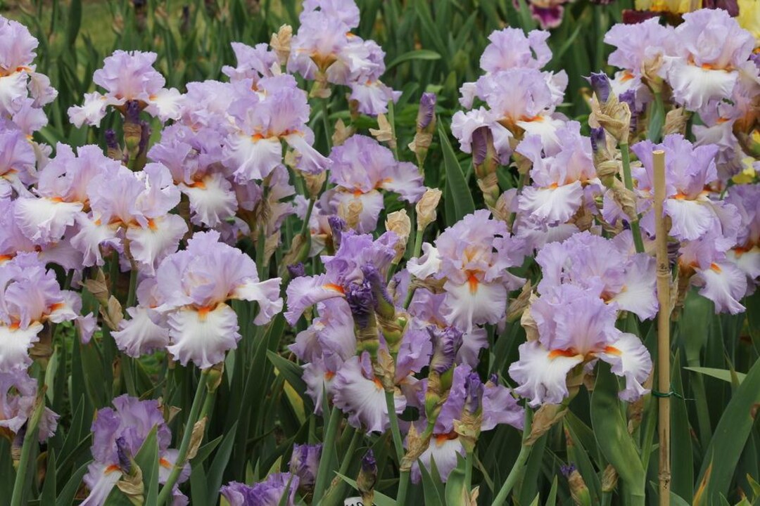 Iris 'oui Madame' | Soft Lavender Bearded Iris | Reblooming Perennial ...