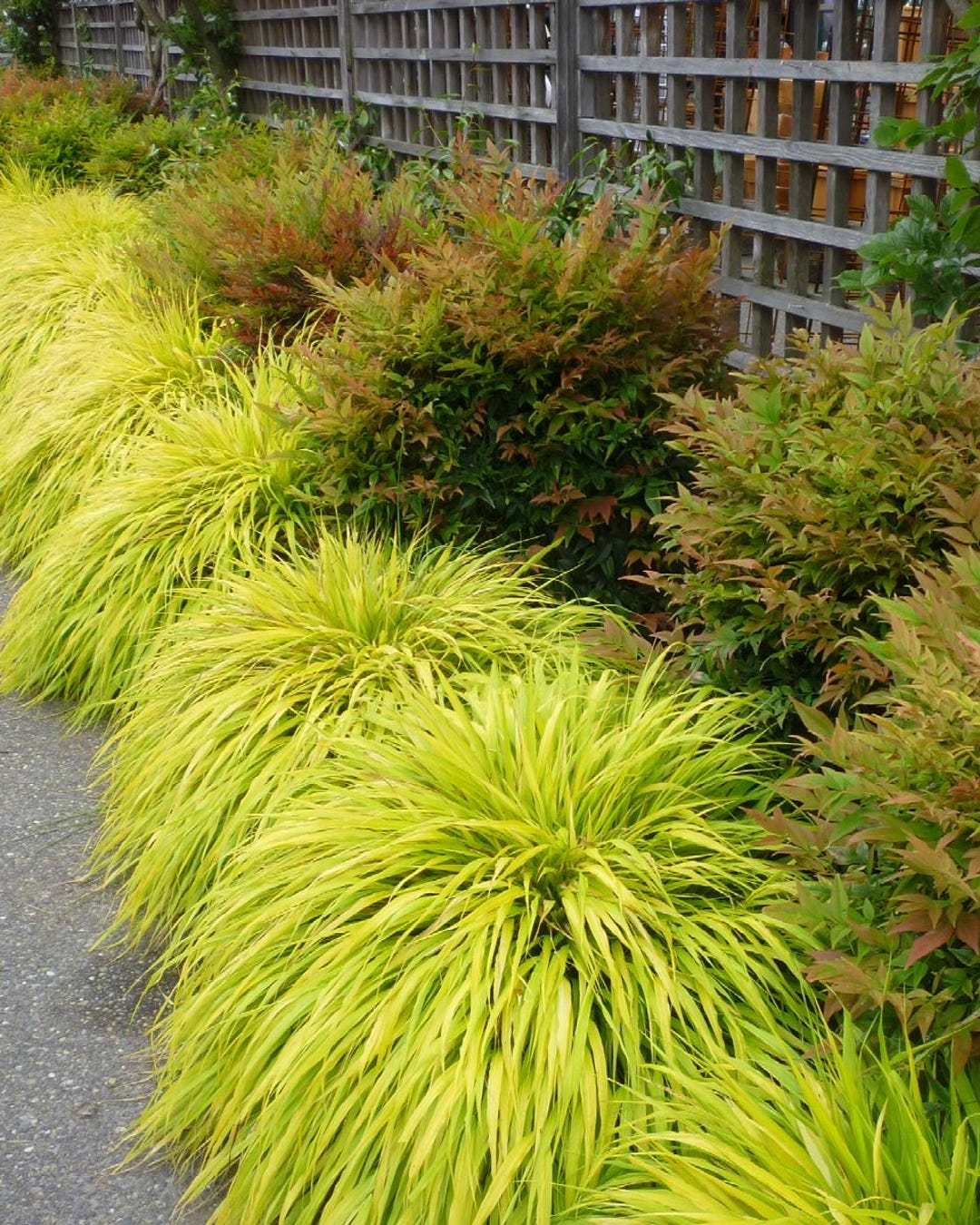 Japanese Forest Grass, Halonechloa Macra all Gold 1 Gallon Pot Well ...