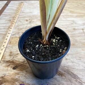 Iris Ensata 'hatsu Kagami' | Pink Japanese Water Iris | Elegant Summer ...