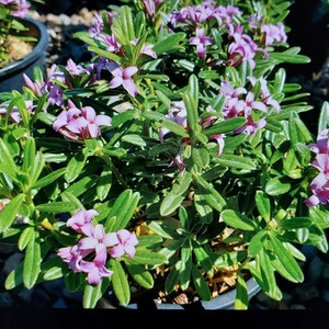 Daphne X Susannae 'lawrence Crocker' | Dwarf Daphne, Fragrant Evergreen ...