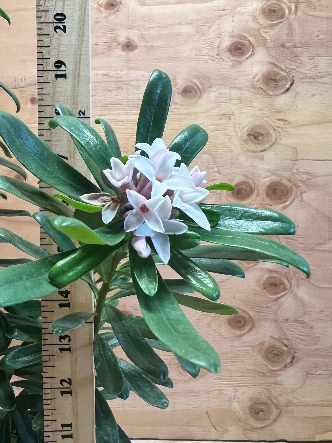 Daphne Burkwoodii ‘somerset’ | Fragrant Evergreen Shrub | Deer ...