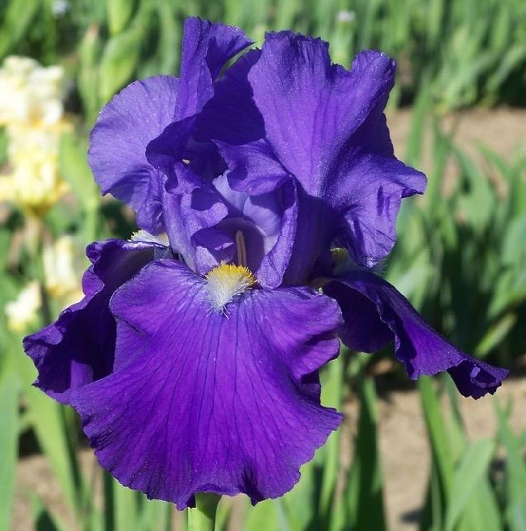 Iris 'feedback' | Deep Blue Violet Bearded Iris | Reblooming Perennial ...