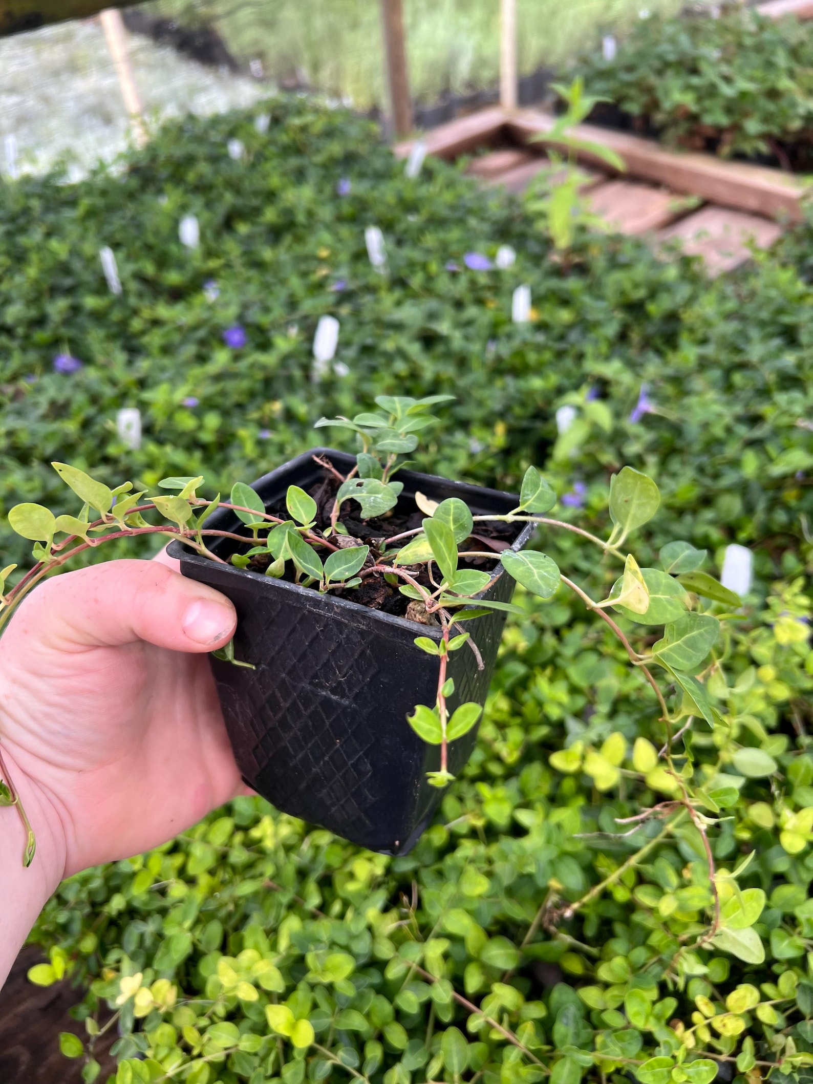 Vinca Minor 'bowles Blue' | Common Periwinkle, Evergreen Groundcover - Etsy