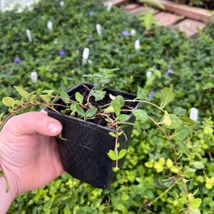 Vinca Minor | Common Periwinkle | Evergreen Groundcover | Available in ...