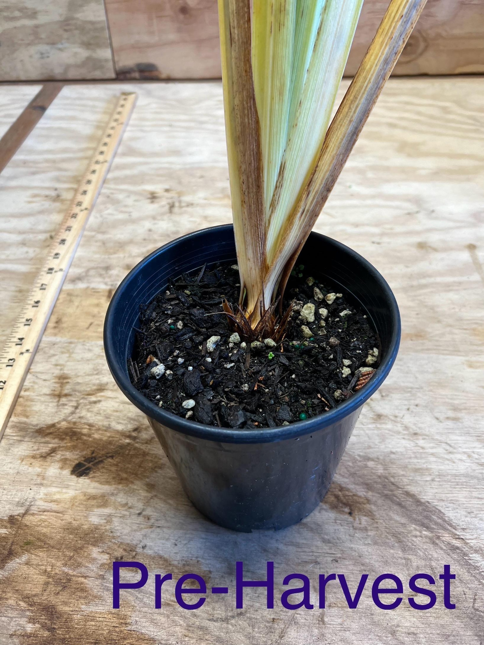 Iris Ensata 'sensation' | Japanese Water Iris - Etsy