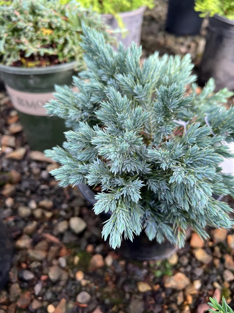 Juniperus Squamata 'blue Star' | Dwarf Blue Juniper, Evergreen Conifer ...
