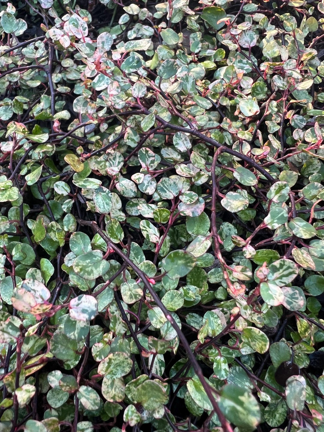 Muehlenbeckia Axillaris 'tricolor' | Multi-colored Wire Vine, Dense ...