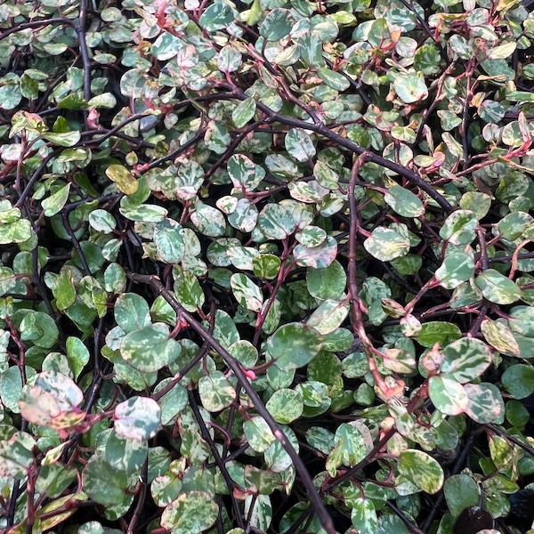 Angel Vine Plant - Etsy
