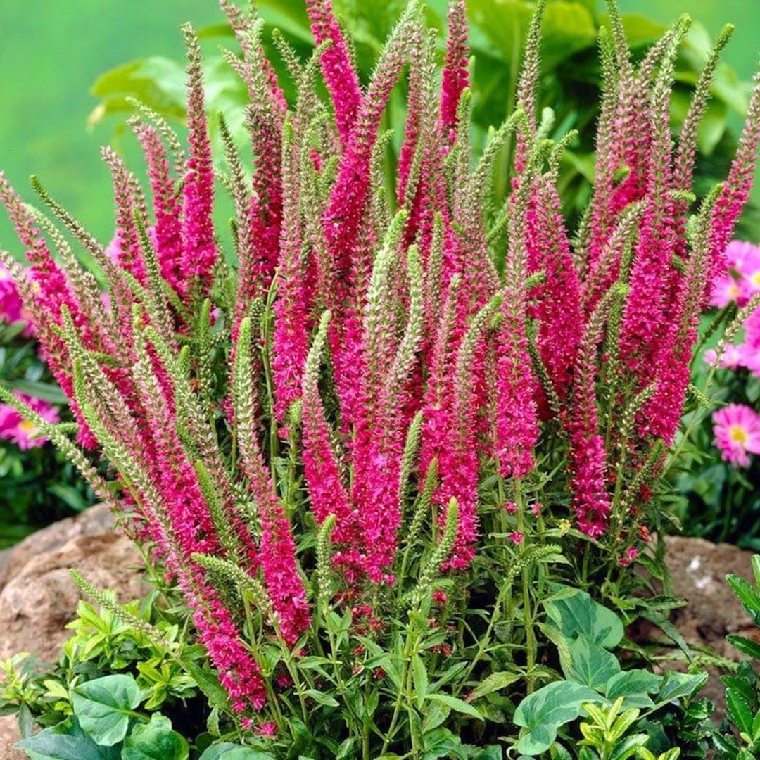 Veronica Spicata ‘red Fox’ | Red Speedwell - Etsy
