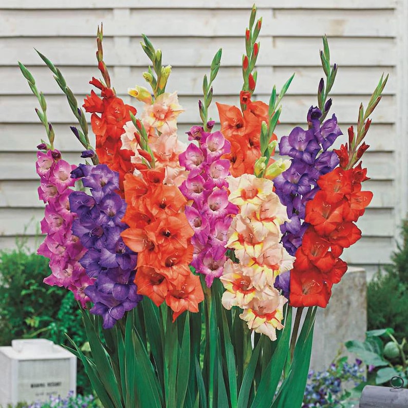 Gladiolus Glamini Series - 8 Varieties | Compact Sword Lily - Spring ...
