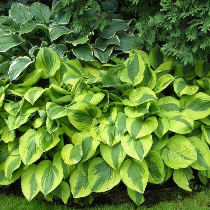Hosta Velvet Moon, Small Variegated Hosta 1 Bareroot, Live Plant - Etsy