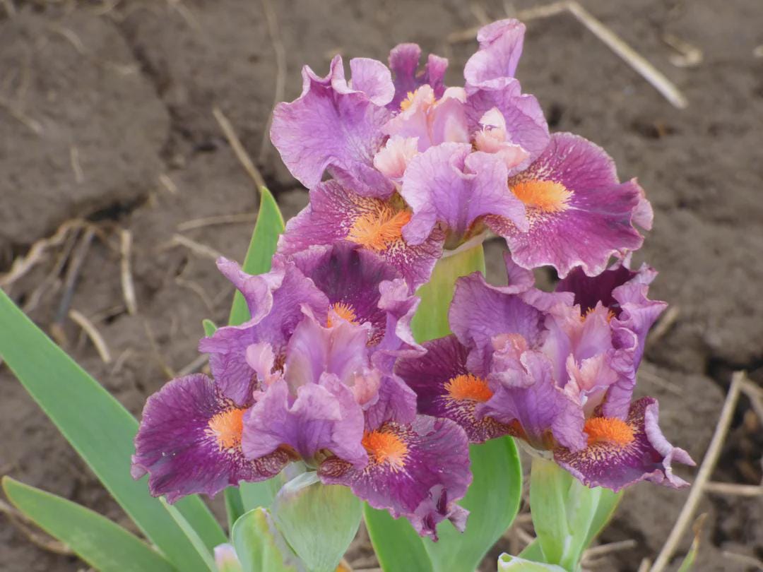 Iris 'bishop' | Dwarf Bearded Iris - 1 Bareroot Rhizome - Etsy