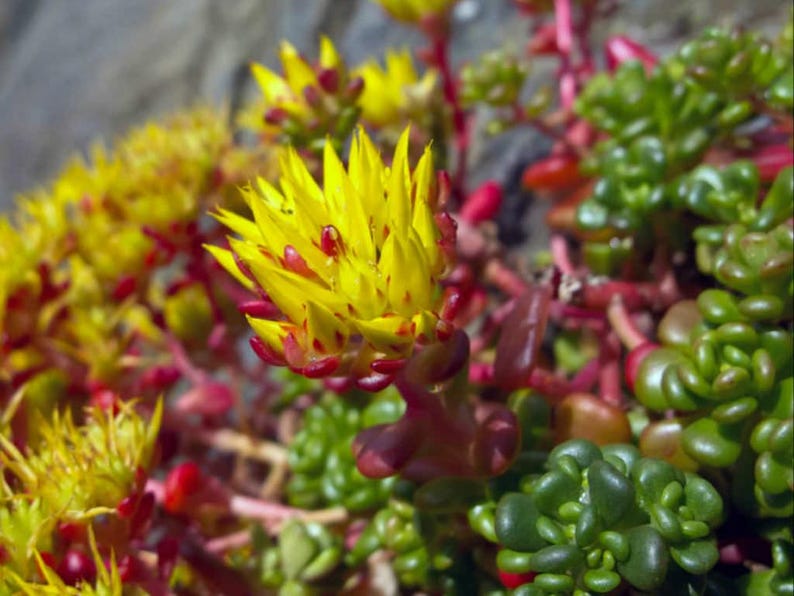 Sedum Oreganum | Pacific Native Stonecrop, Evergreen - Etsy