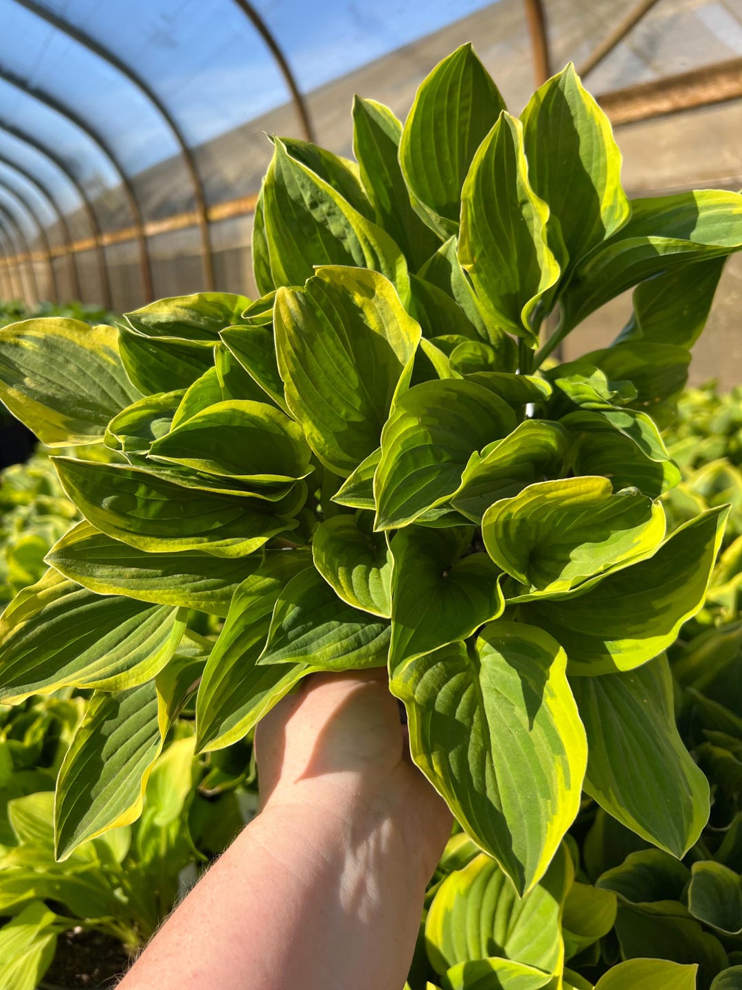 Hosta 'golden Tiara' | Small Variegated Green and Yellow Hosta | Shade ...